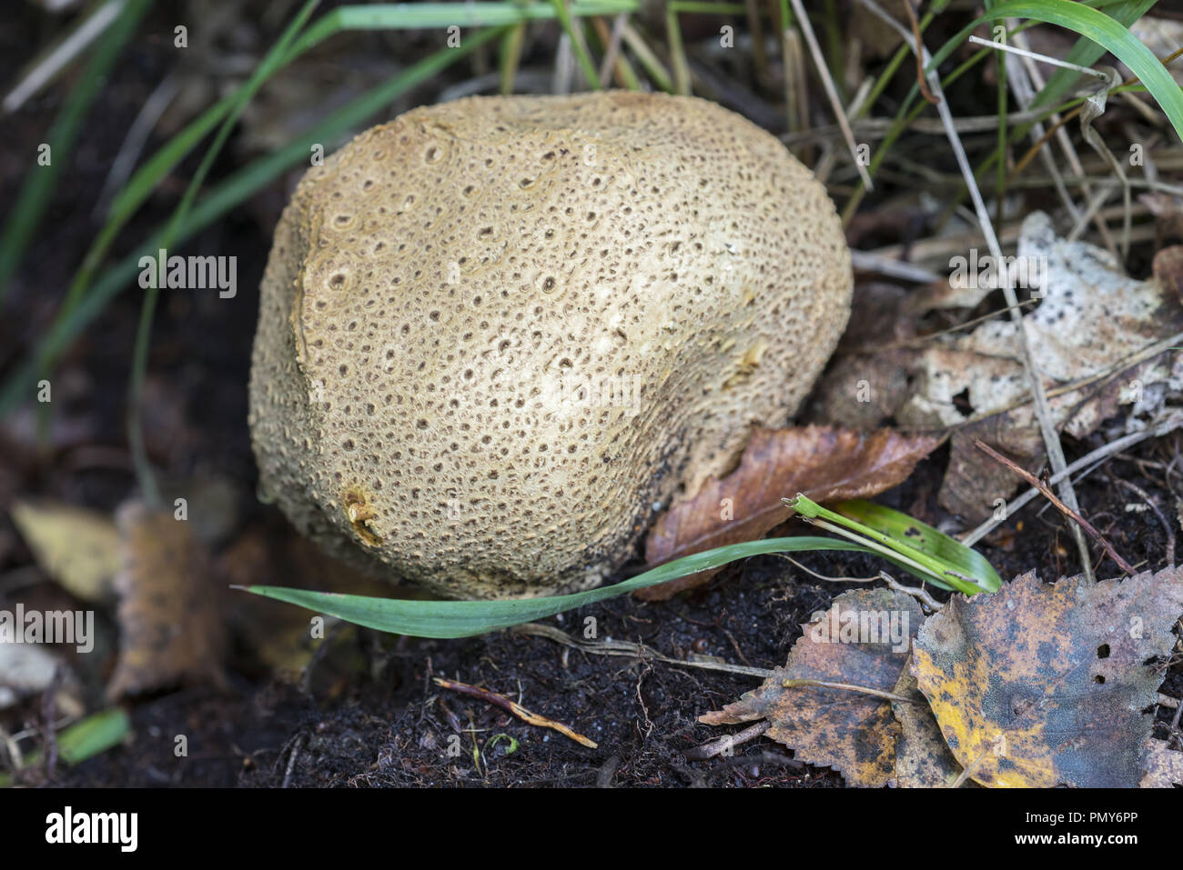 Scleroderma verrucosum is a basidiomycete fungus and a member of the ...