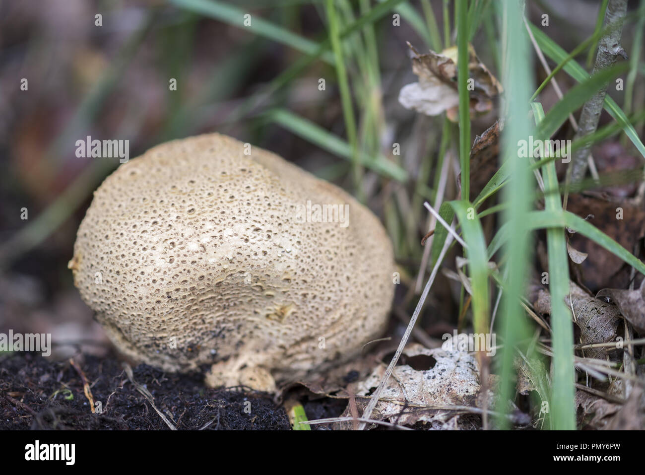 Scleroderma verrucosum is a basidiomycete fungus and a member of the ...