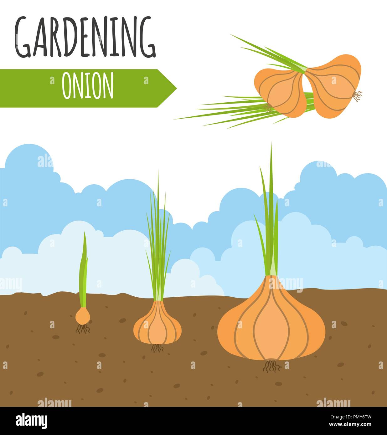 Spring onion harvest garden Stock Vector Images - Alamy