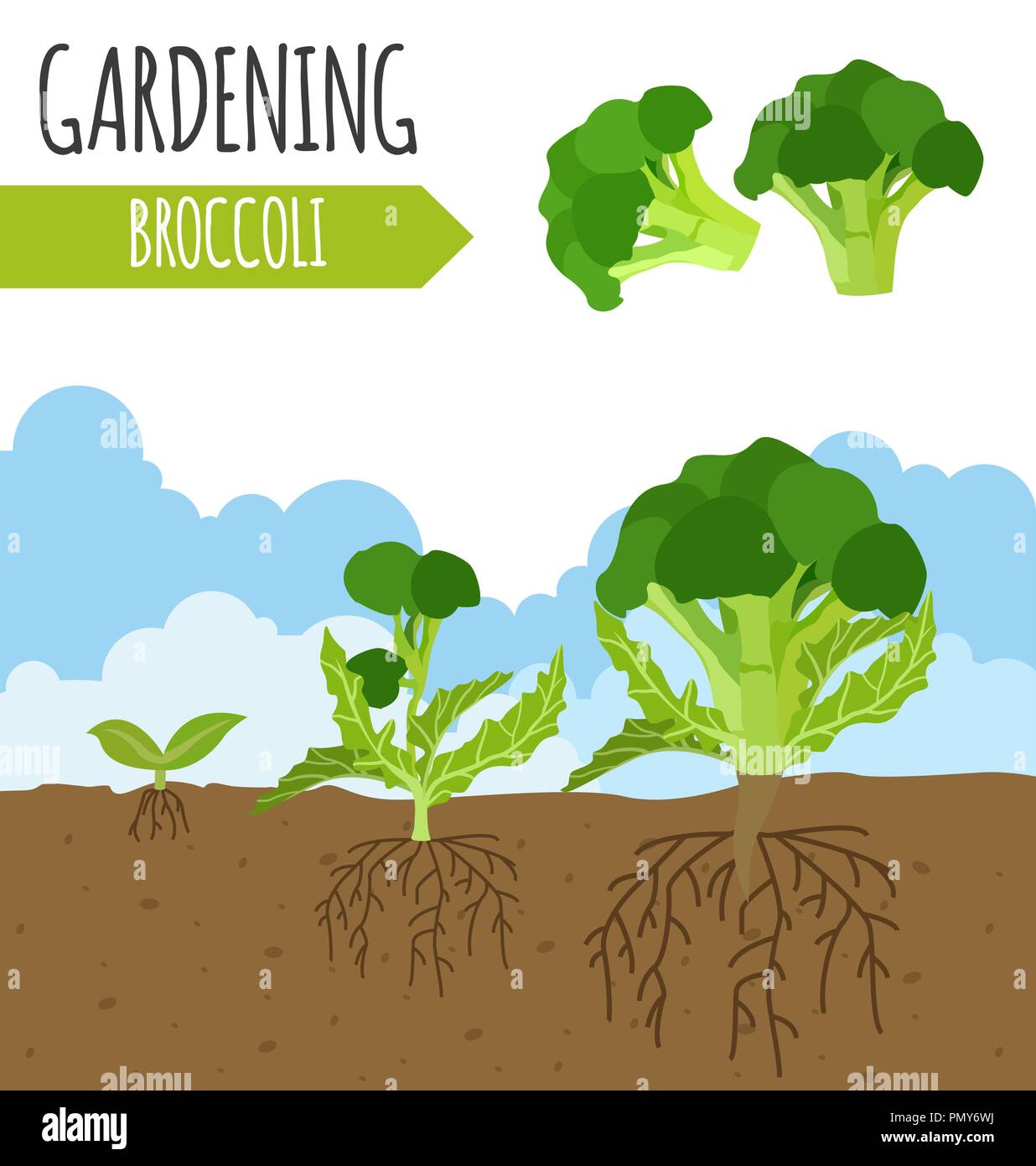 Garden Clip Art Broccoli Page 8 | Broccoli Garden Vectors