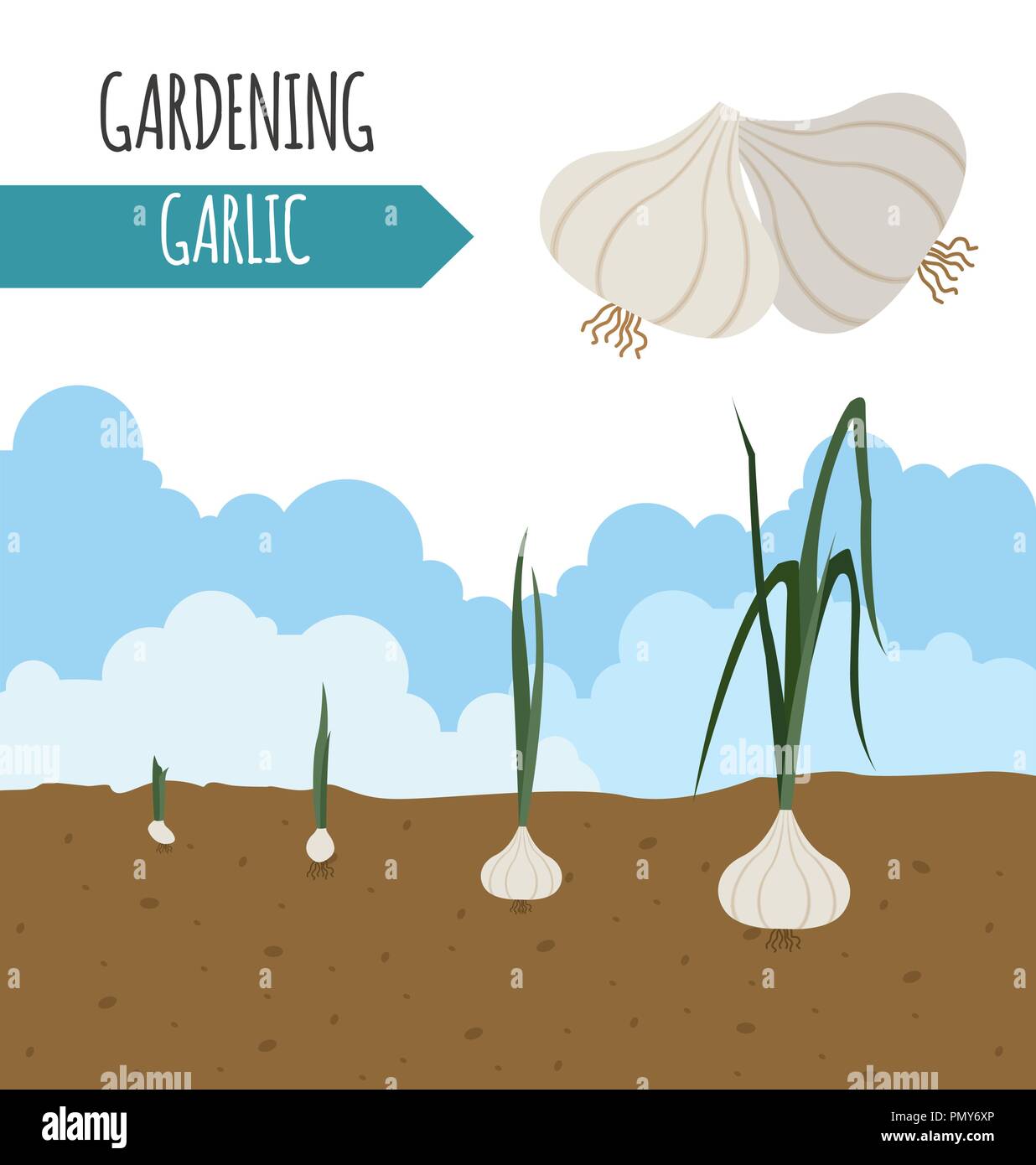 Garden. Garlic. Plant growth. Vector illustration Stock Vector Image ...