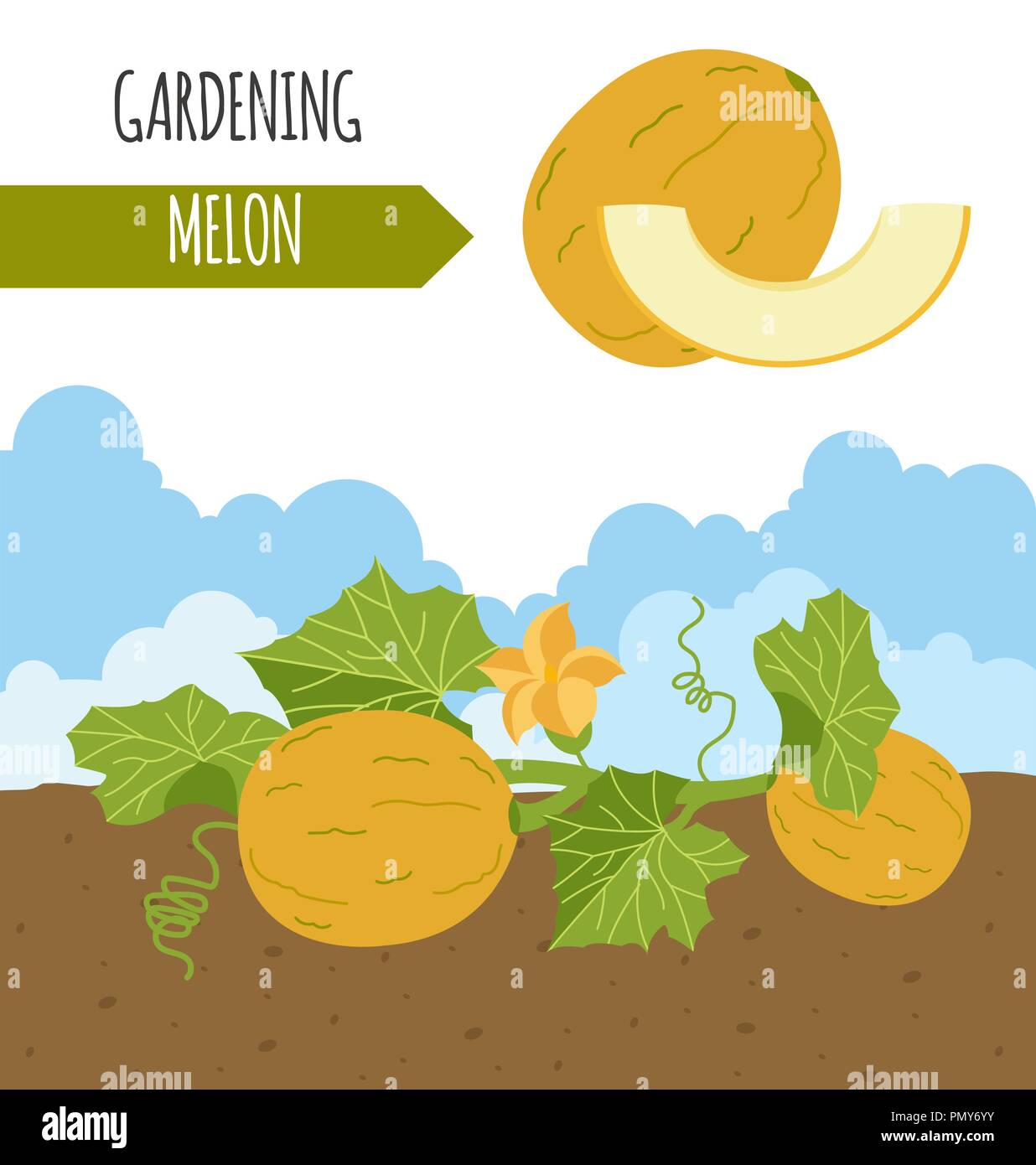 Garden. Melon. Plant growth. Vector illustration Stock Vector Image ...