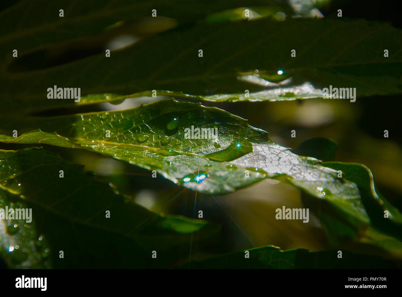 Water droplets lit hi-res stock photography and images - Alamy
