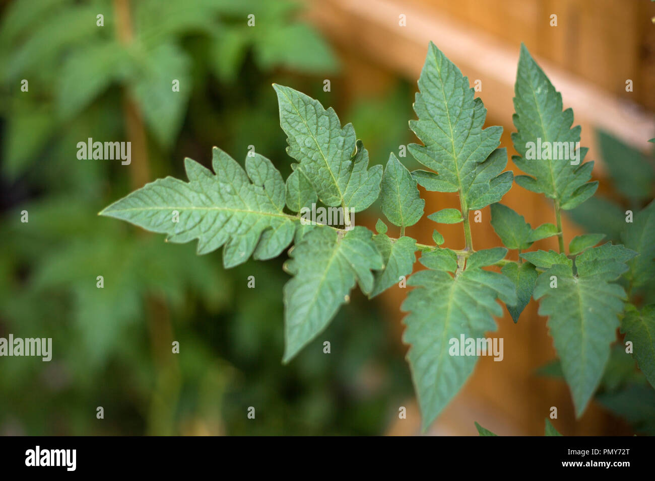 Tomato leaf hi-res stock photography and images - Alamy