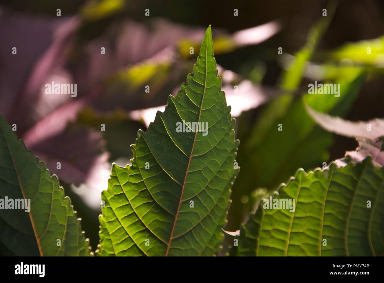 Water droplets lit hi-res stock photography and images - Alamy