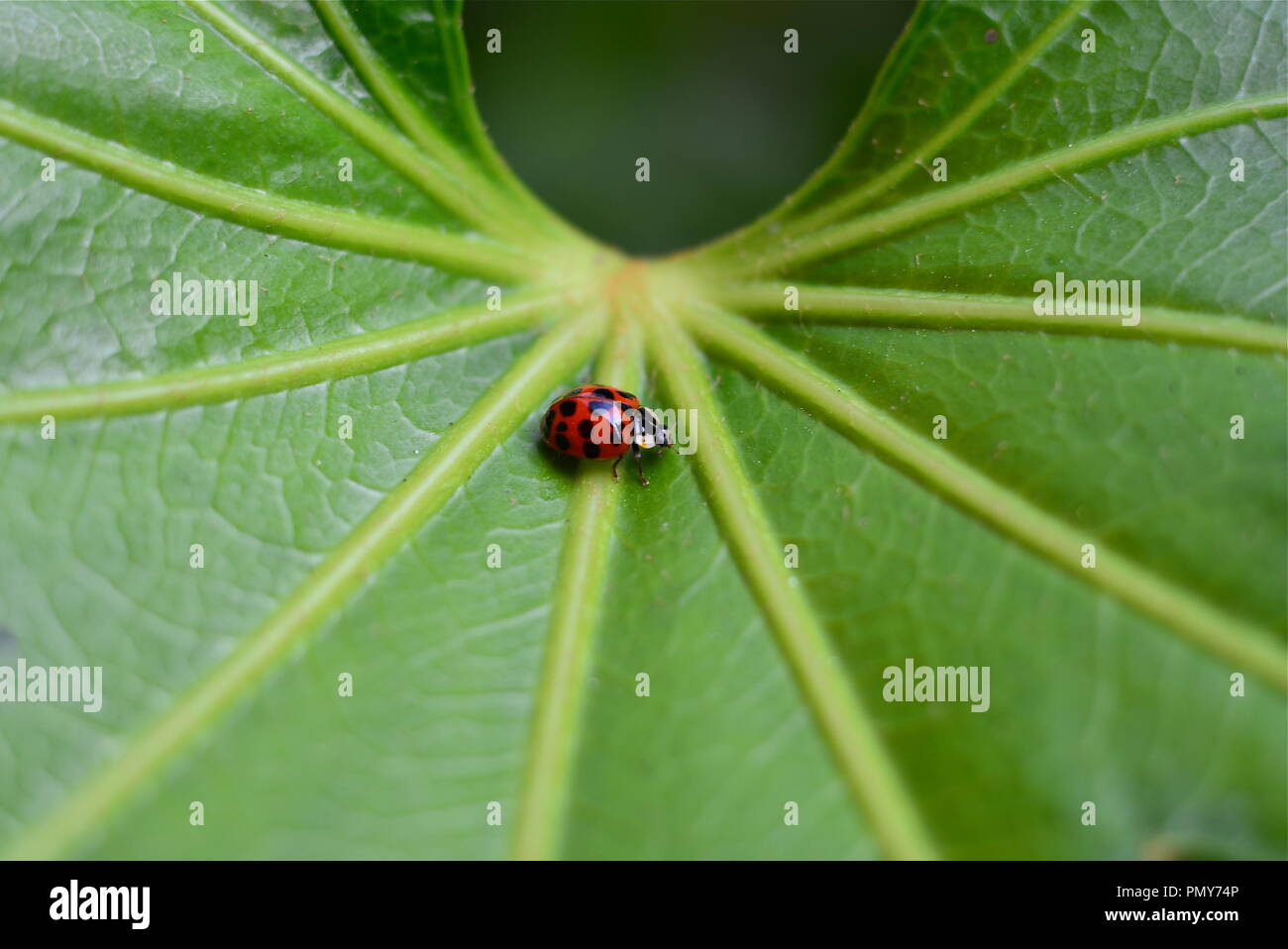 Ladybug eggs hi-res stock photography and images - Alamy