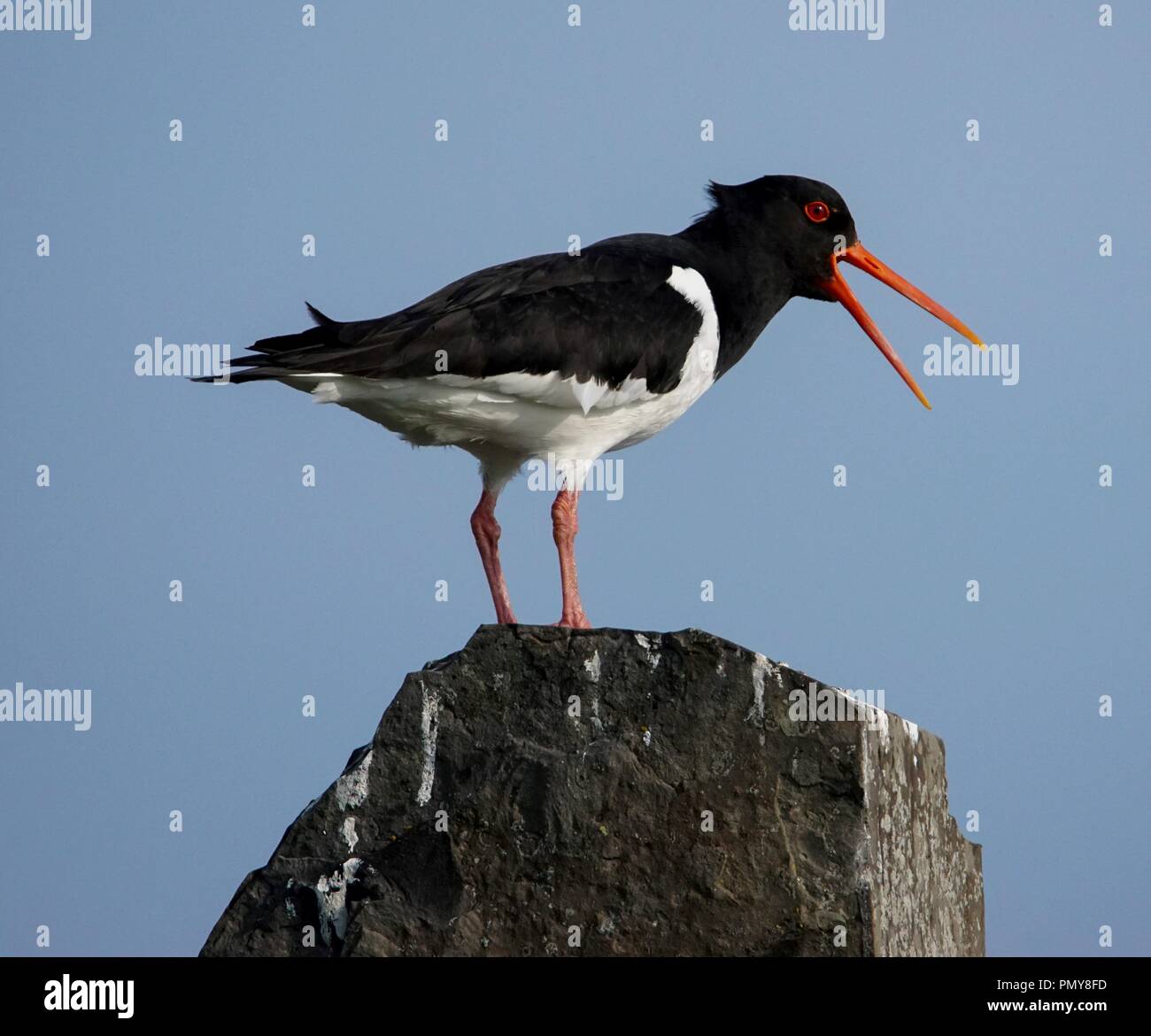 Rathlin island birds hi-res stock photography and images - Alamy