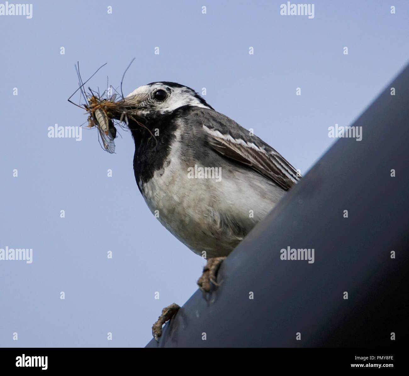 Rathlin island food hi-res stock photography and images - Alamy