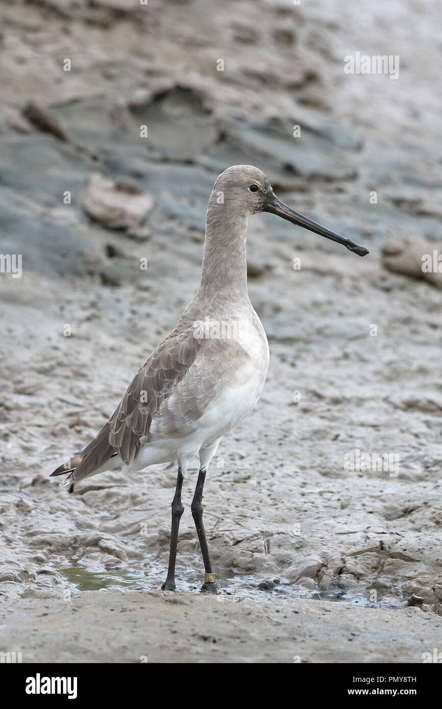 Black-tailed Godwit (Limosa limosa islandica Stock Photo - Alamy