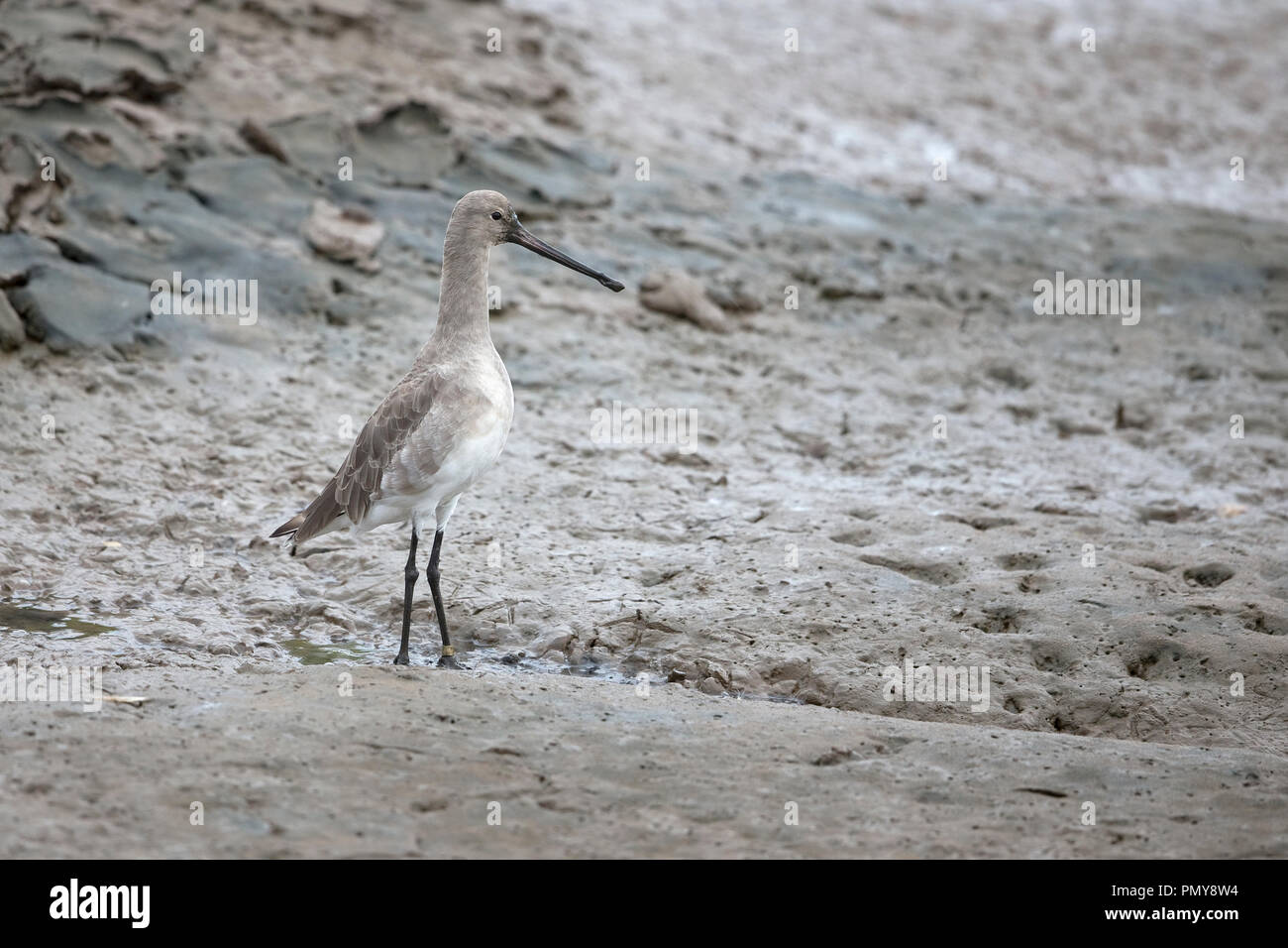 Black-tailed Godwit (Limosa limosa islandica Stock Photo - Alamy