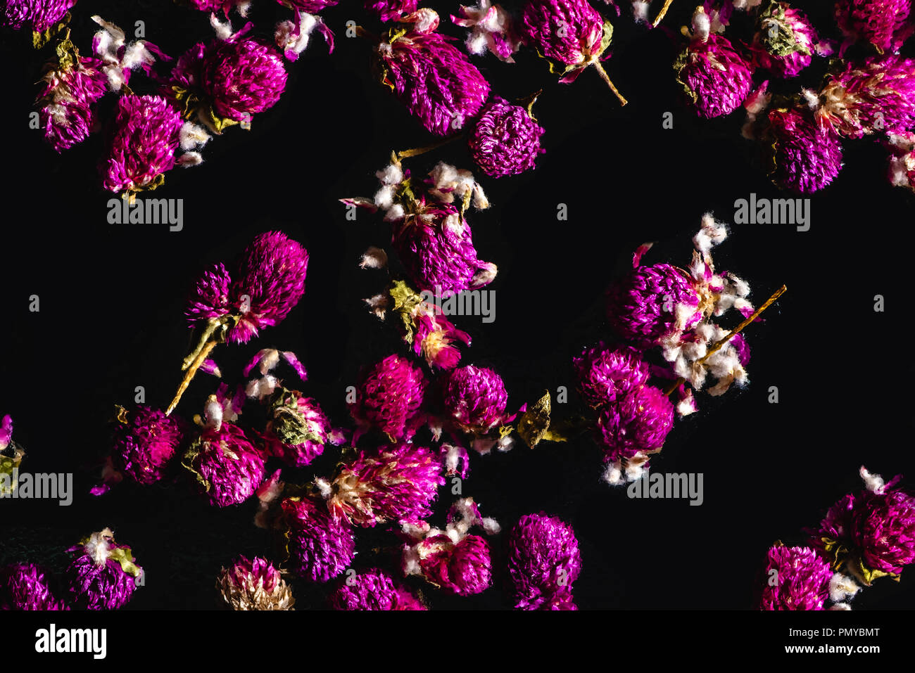 beautiful pink clover flowers isolated on black background Stock Photo ...