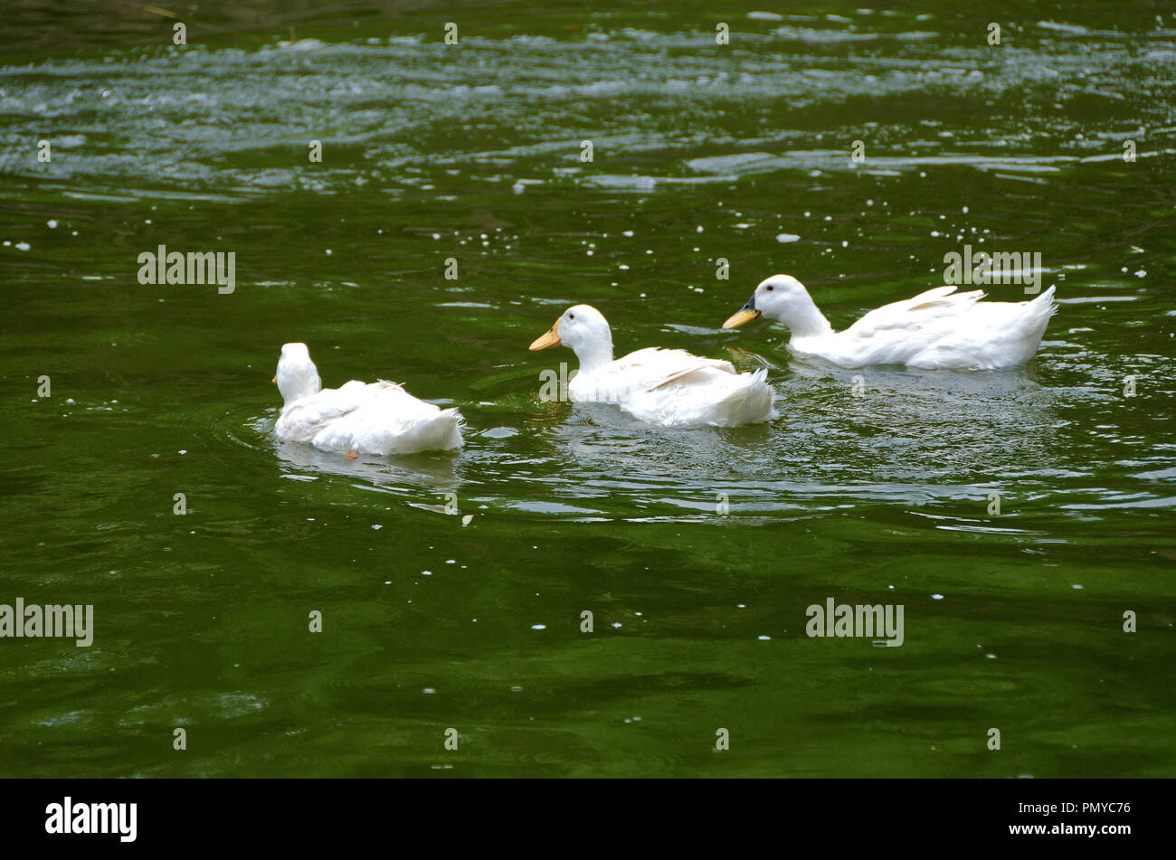 Three white Pekin ducks in a line, Beijing, china Stock Photo - Alamy