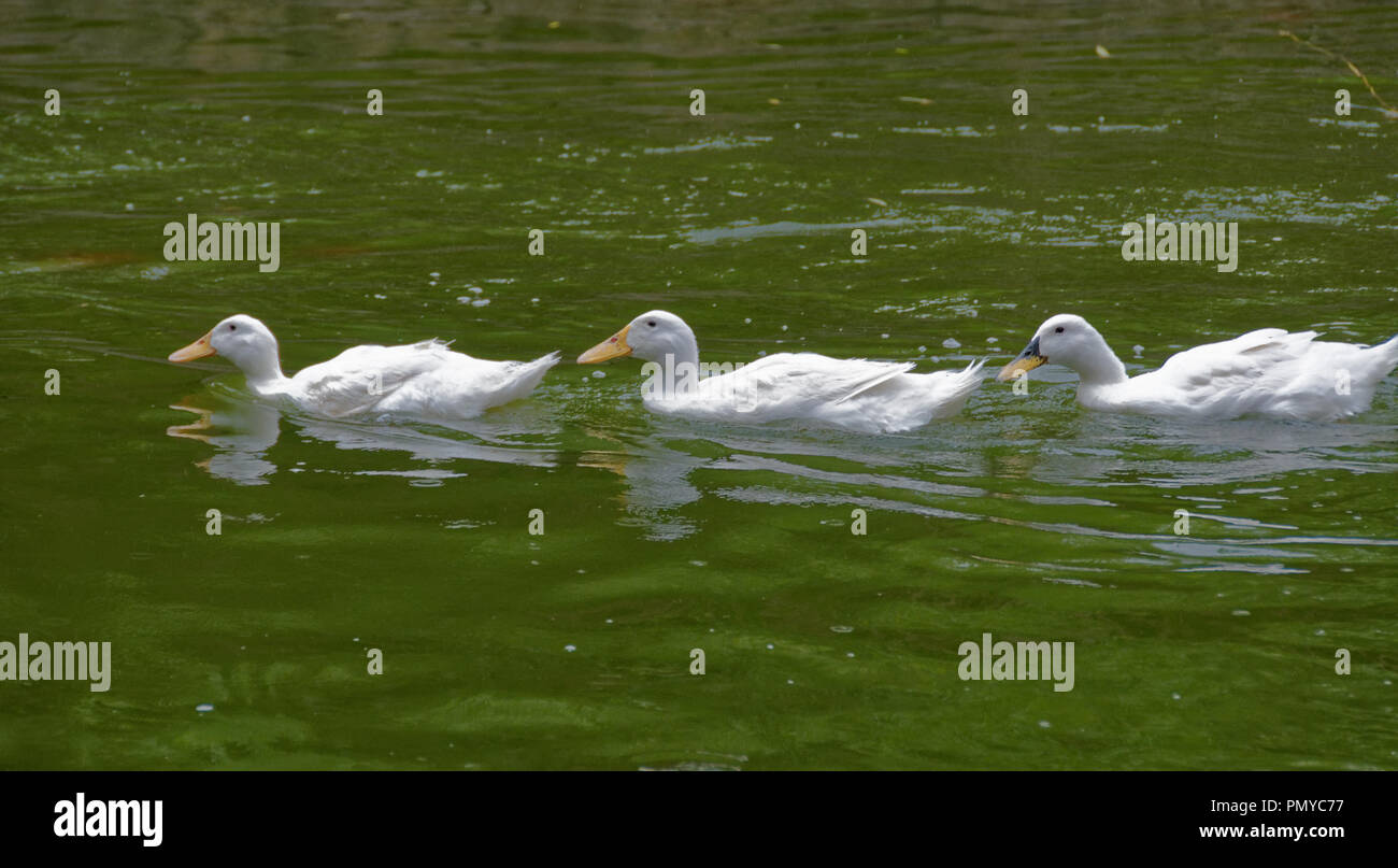 Three white Pekin ducks in a line, Beijing, china Stock Photo - Alamy