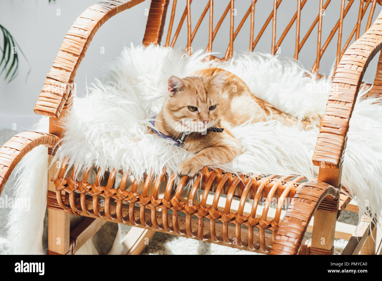 cute domestic ginger cat lying on rocking chair in living room Stock ...