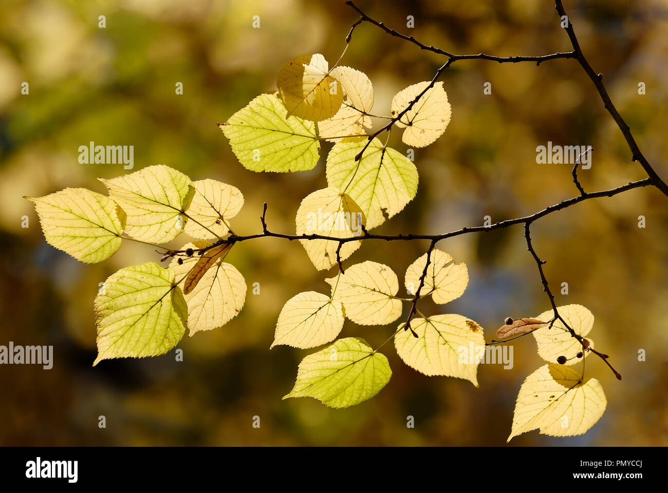 Beautiful colorful autumn leaves in the forest Stock Photo - Alamy