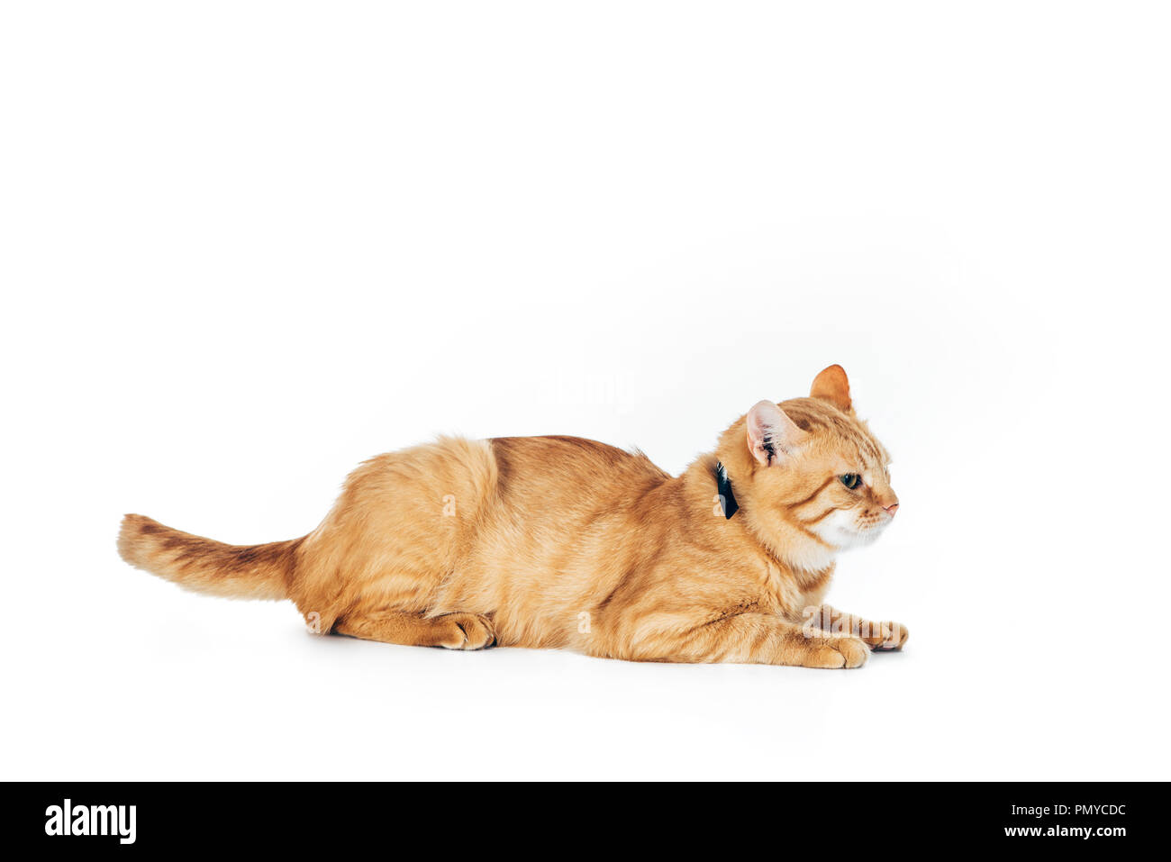 side view of furry domestic ginger cat with collar lying isolated on ...