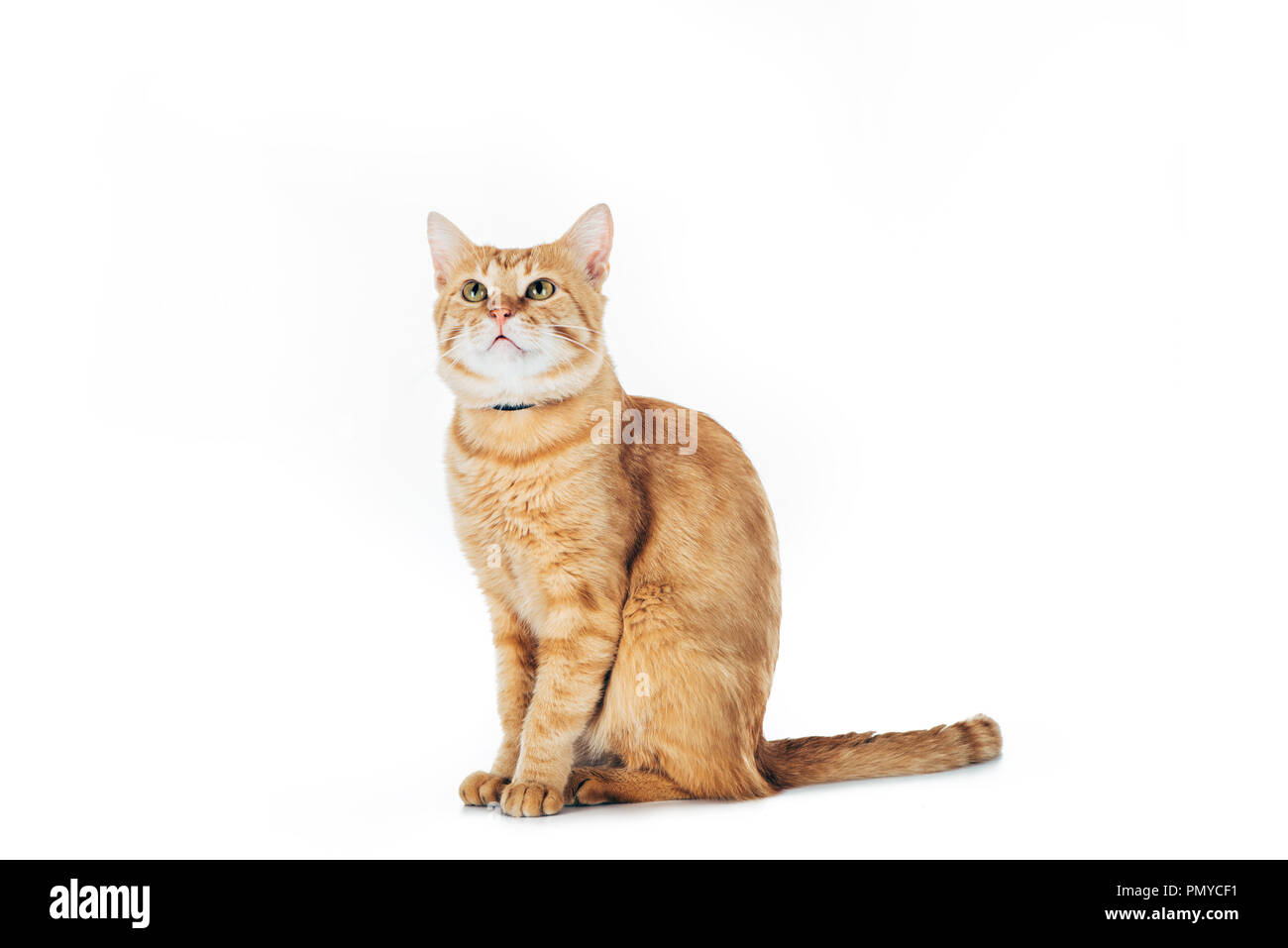 Cat looking up isolated hi-res stock photography and images - Alamy