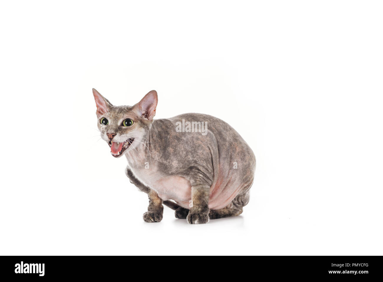 domestic grey sphynx cat sitting and meowing isolated on white Stock ...