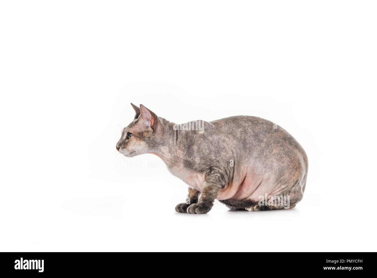 side view of fat grey sphynx cat sitting isolated on white Stock Photo ...