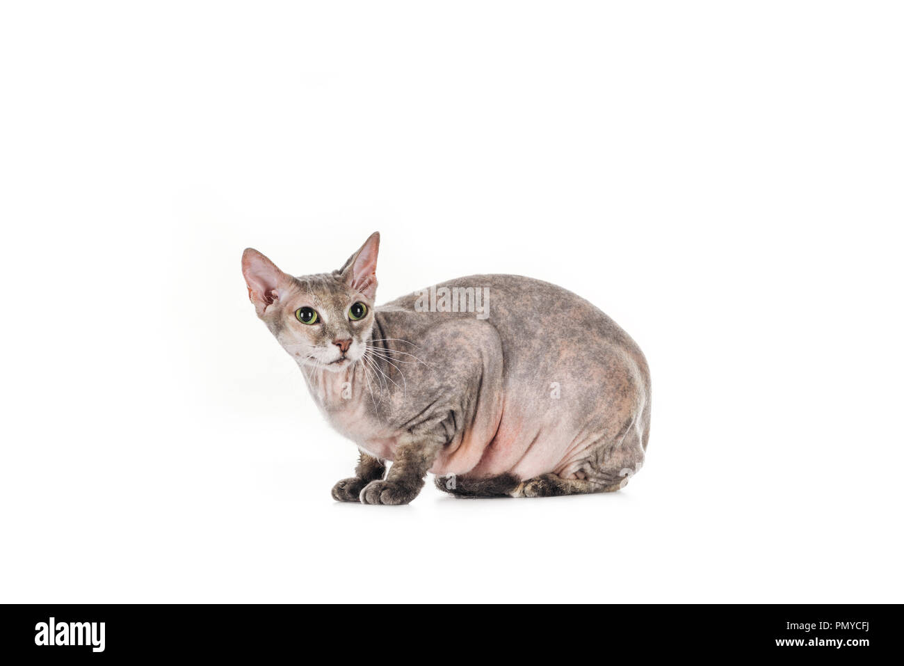grey sphynx cat sitting and looking away isolated on white Stock Photo ...