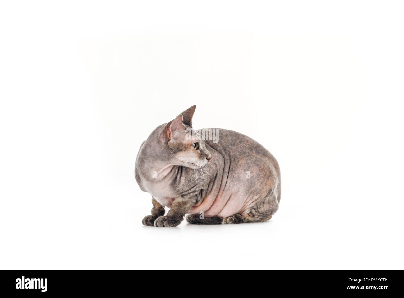 side view of grey sphynx cat looking away isolated on white Stock Photo ...