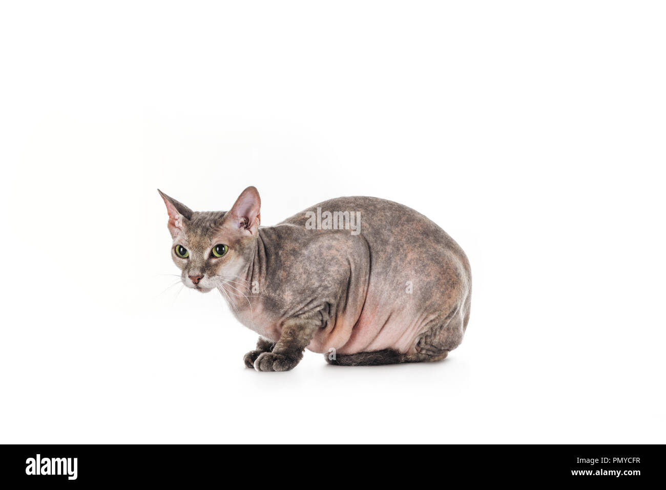 side view of domestic grey sphynx cat sitting isolated on white Stock ...
