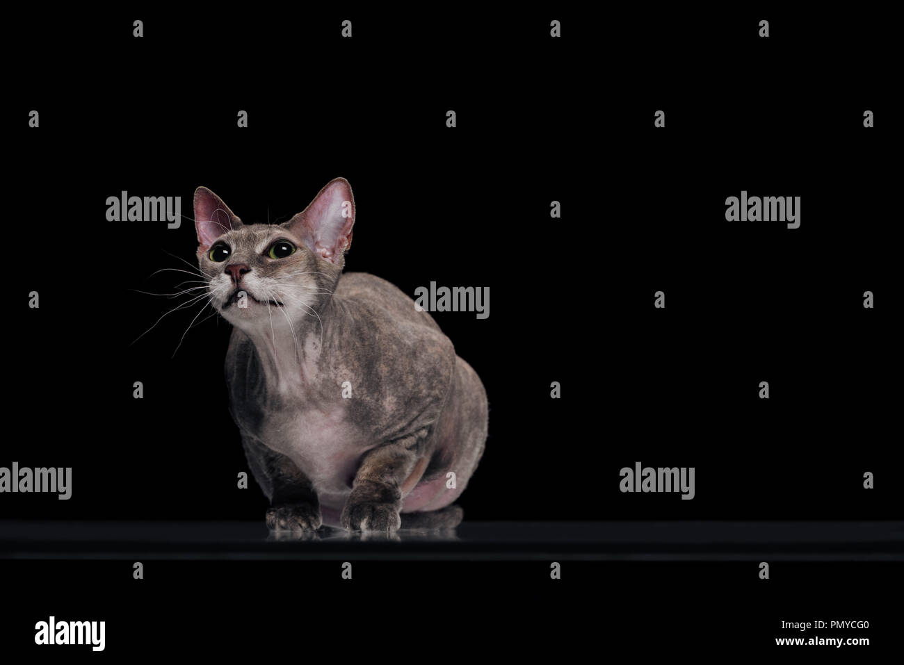 domestic grey sphynx cat looking up isolated on black Stock Photo - Alamy