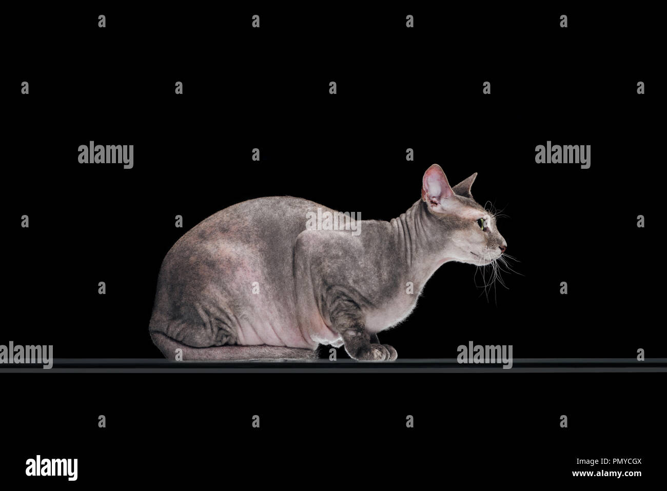 side view of friendly domestic grey sphynx cat sitting isolated on ...