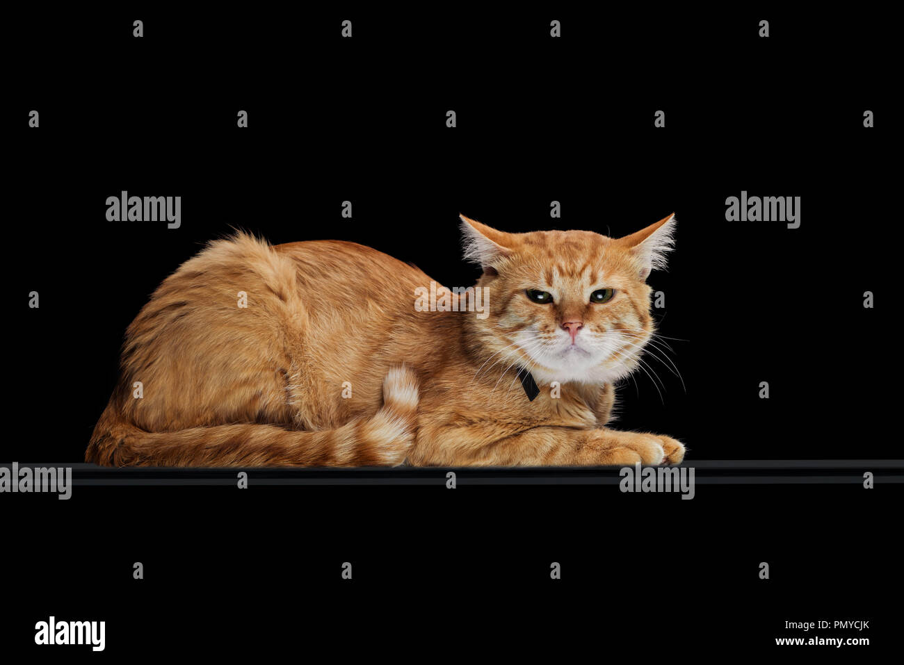 irritated cute tabby cat lying isolated on black Stock Photo - Alamy