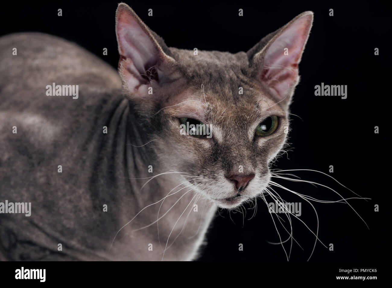domestic grey sphynx cat looking away isolated on black Stock Photo - Alamy