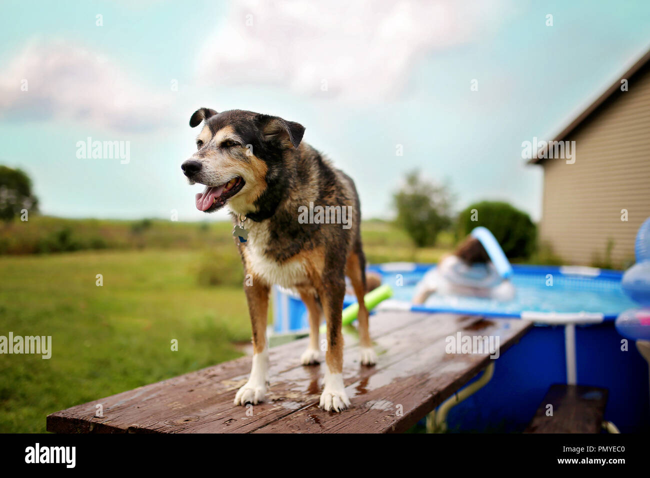 Pool watch wet hi-res stock photography and images - Alamy