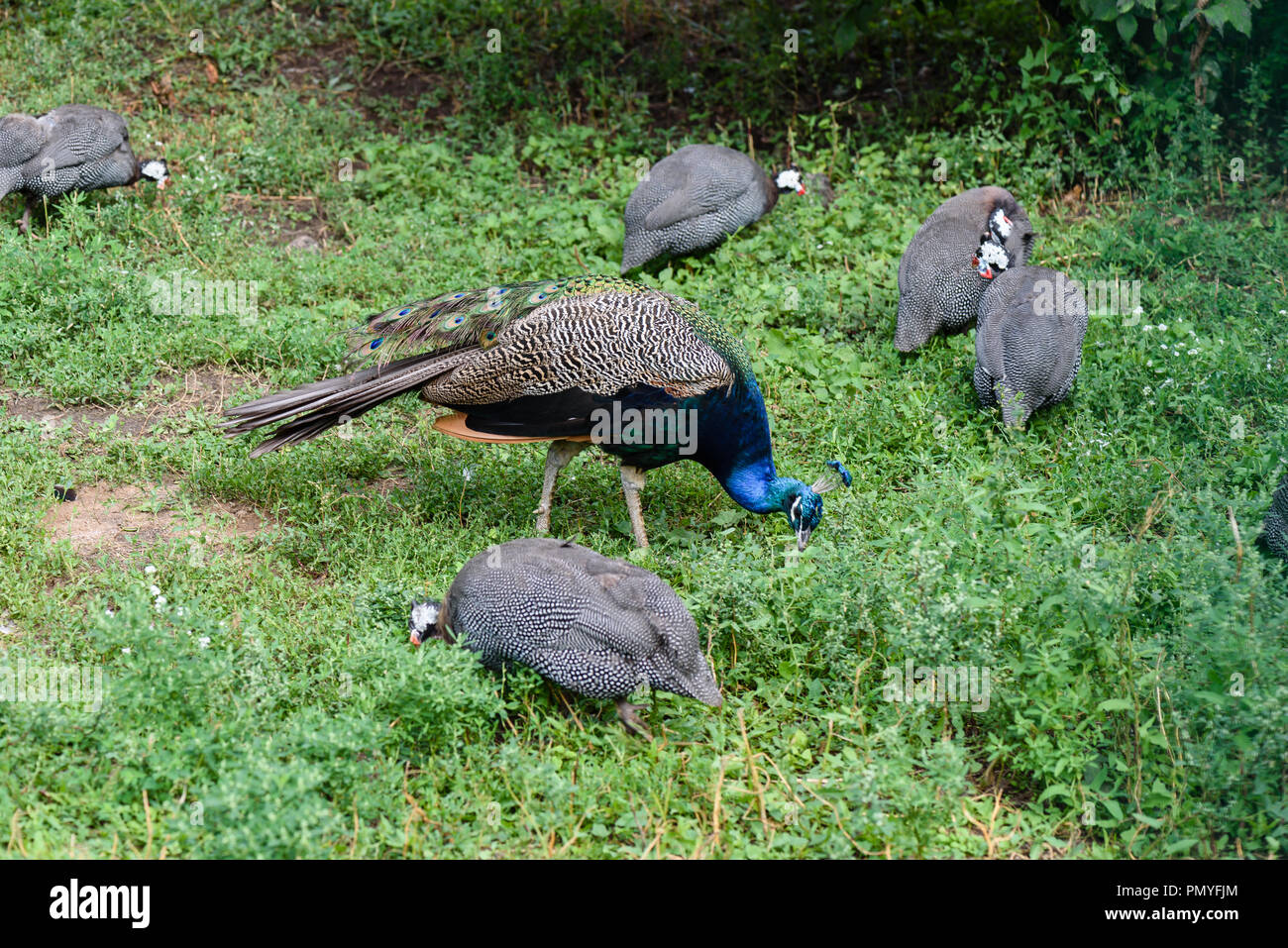 Male peacock and few pheasants pecking grass on the lawn at the zoo ...
