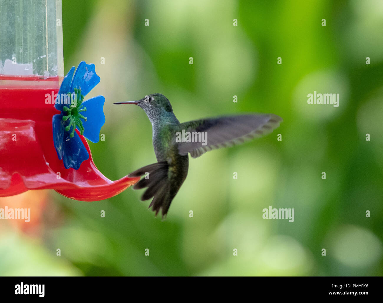 Versicolored Emerald (Amazilia versicolor) hummingbird in flight ...
