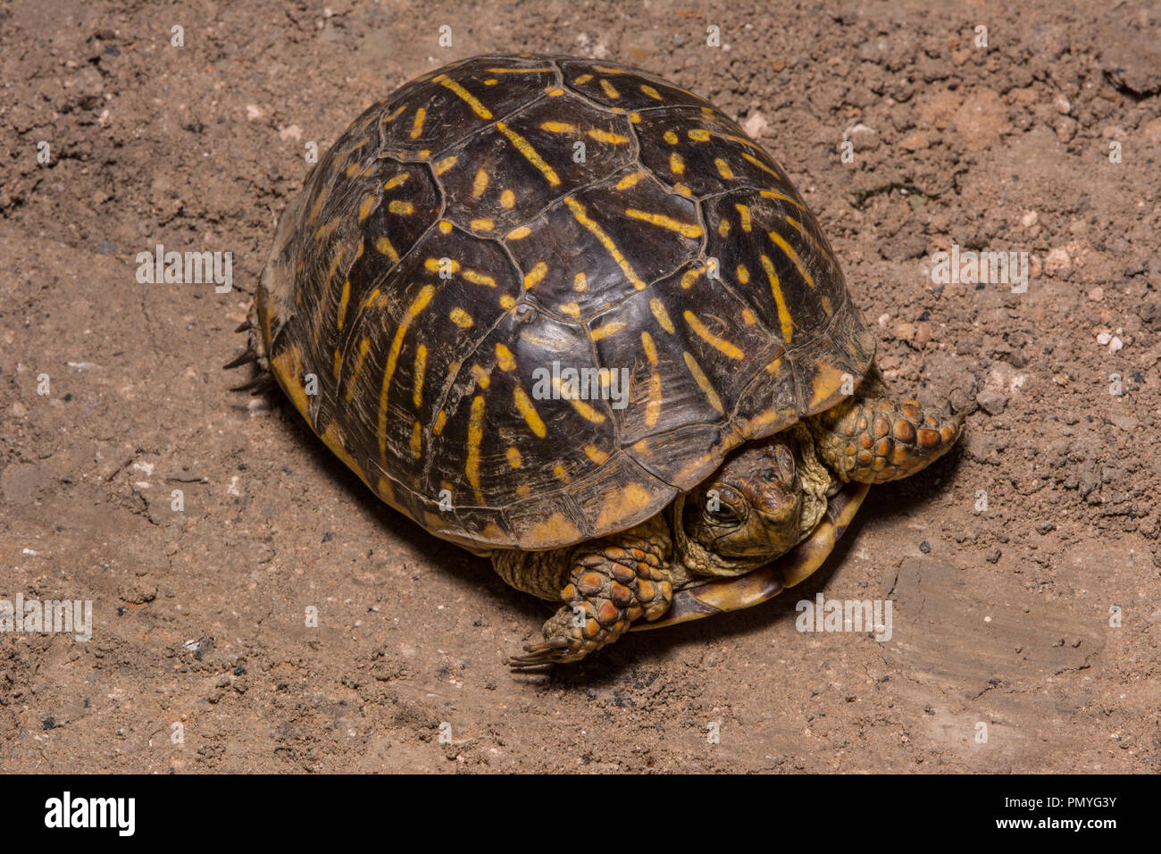 Female box turtle hi-res stock photography and images - Alamy