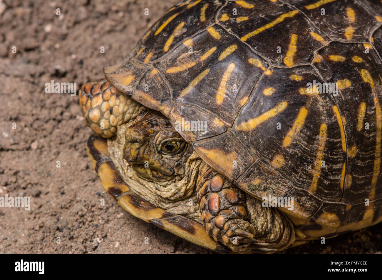 Female box turtle hi-res stock photography and images - Alamy