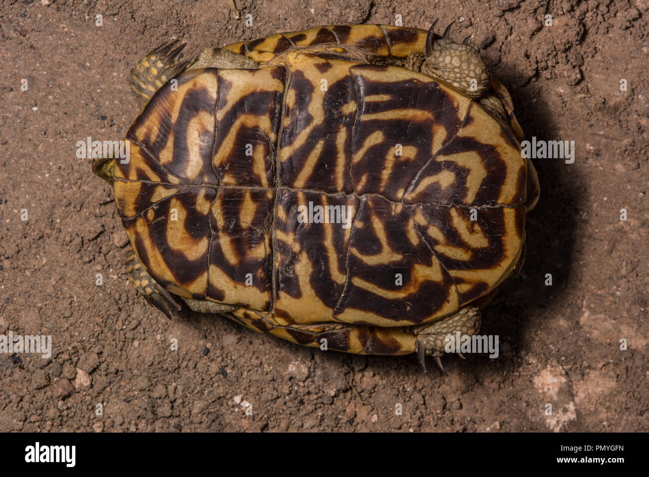 Underneath turtle hi-res stock photography and images - Alamy