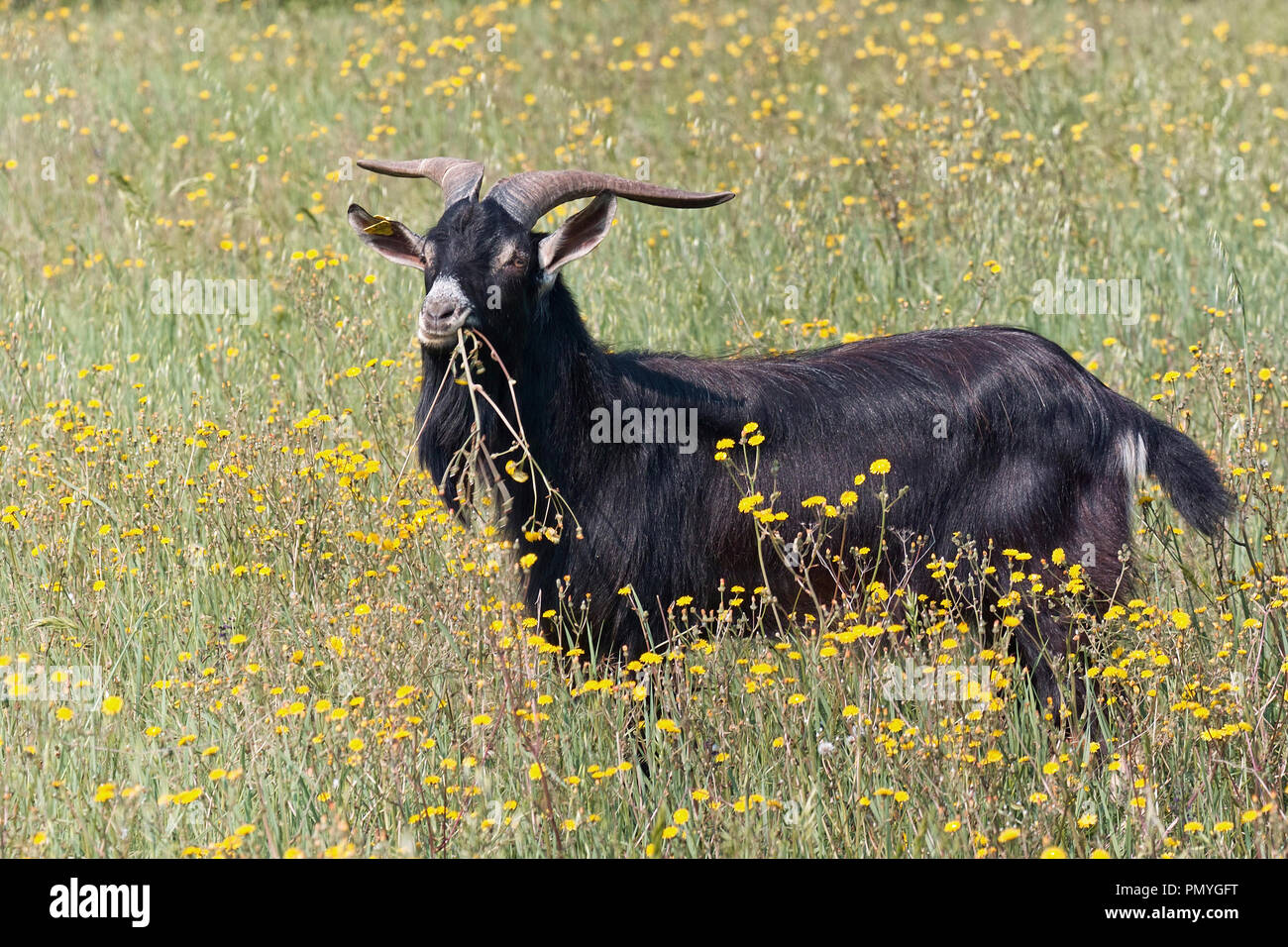 Goat garganica hi-res stock photography and images - Alamy