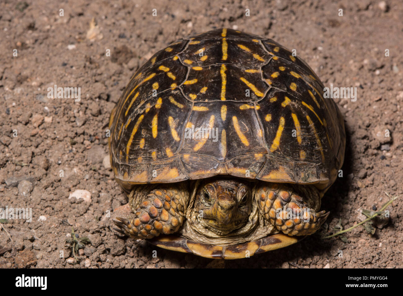 An adult female Plains Box Turtle (Terrapene ornata ornata) encountered ...