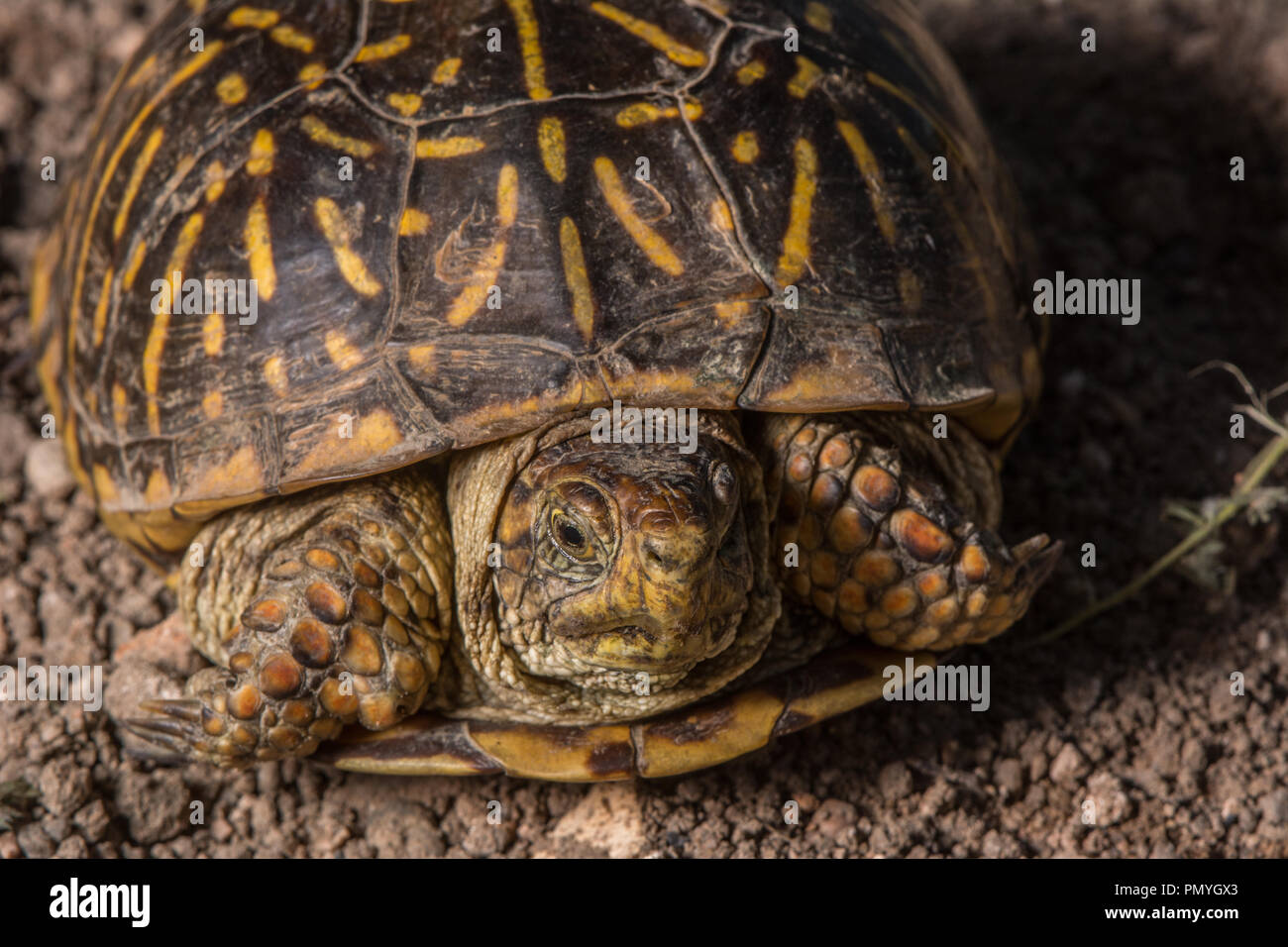 Female box turtle hi-res stock photography and images - Alamy