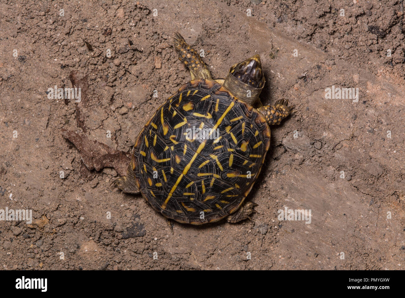 A juvenile Plains Box Turtle (Terrapene ornata ornata) encountered ...