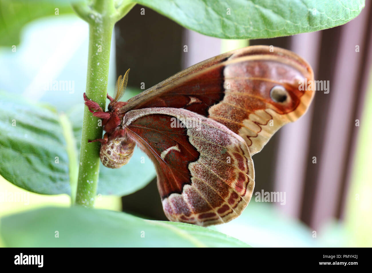 A large brown and red rust furry Moth, called a promethea silkmoth is ...