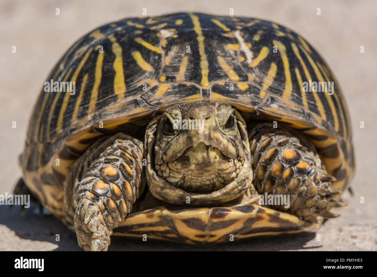 An adult female Plains Box Turtle (Terrapene ornata ornata) encountered ...