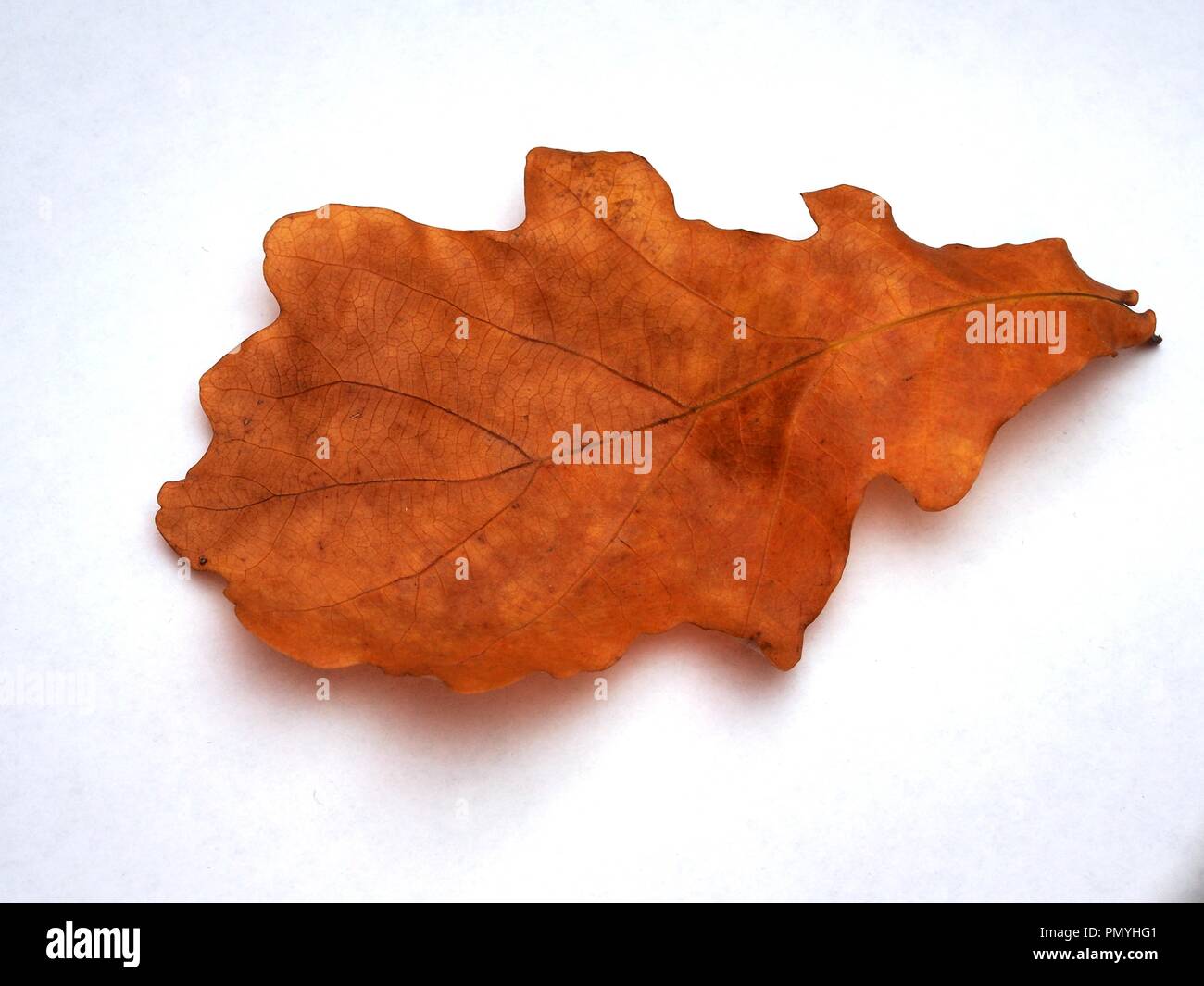 Fallen autumn oak leaf on white background. Brown oak leaf. Close up ...