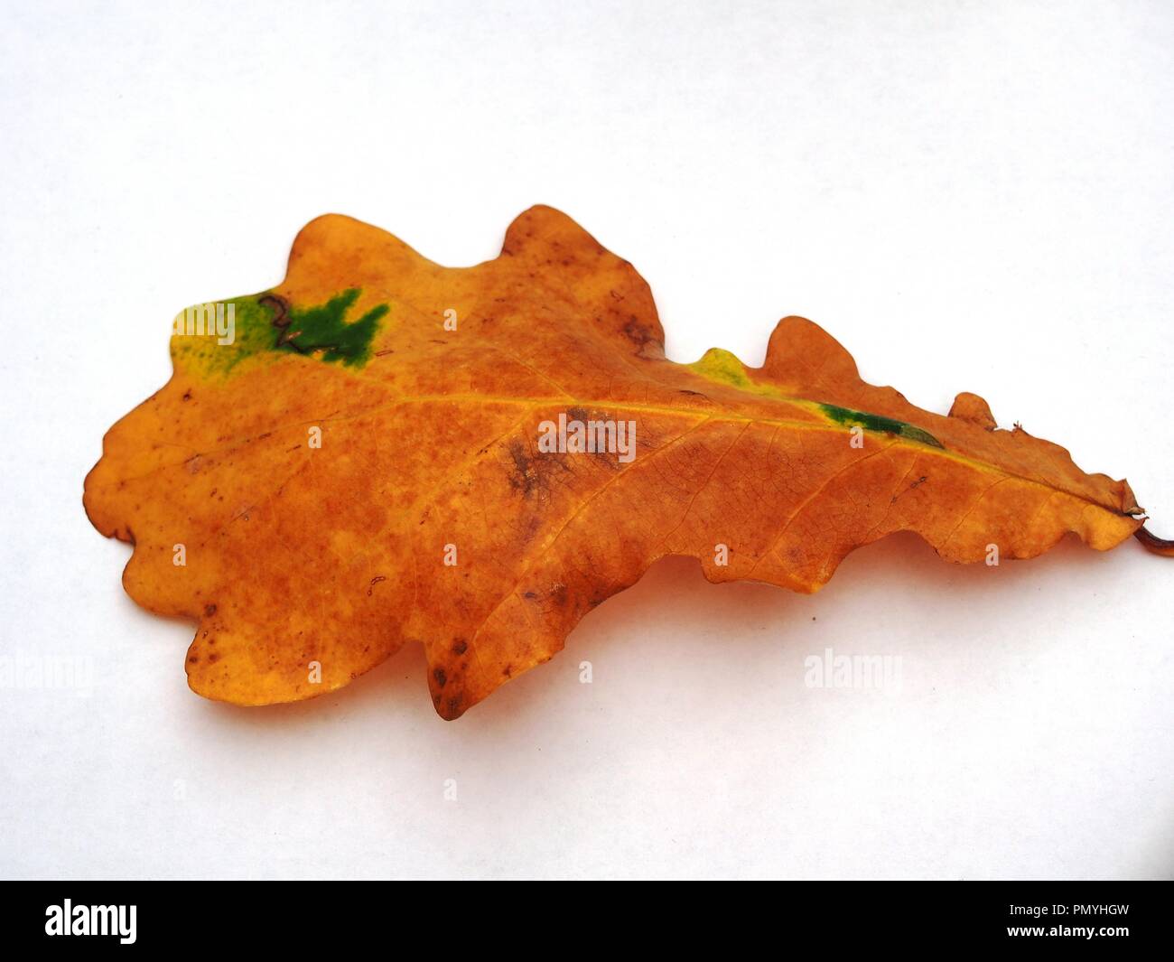Fallen autumn oak leaf on white background. Brown oak leaf. Close up ...