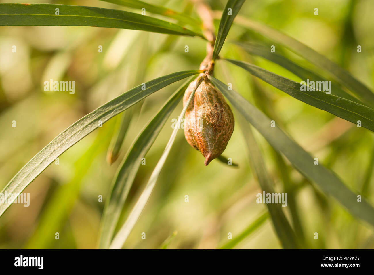Australian native fruits hi-res stock photography and images - Alamy