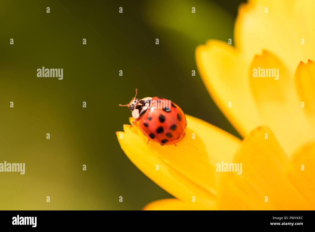 Ladybird up close and personal - macro Stock Photo - Alamy
