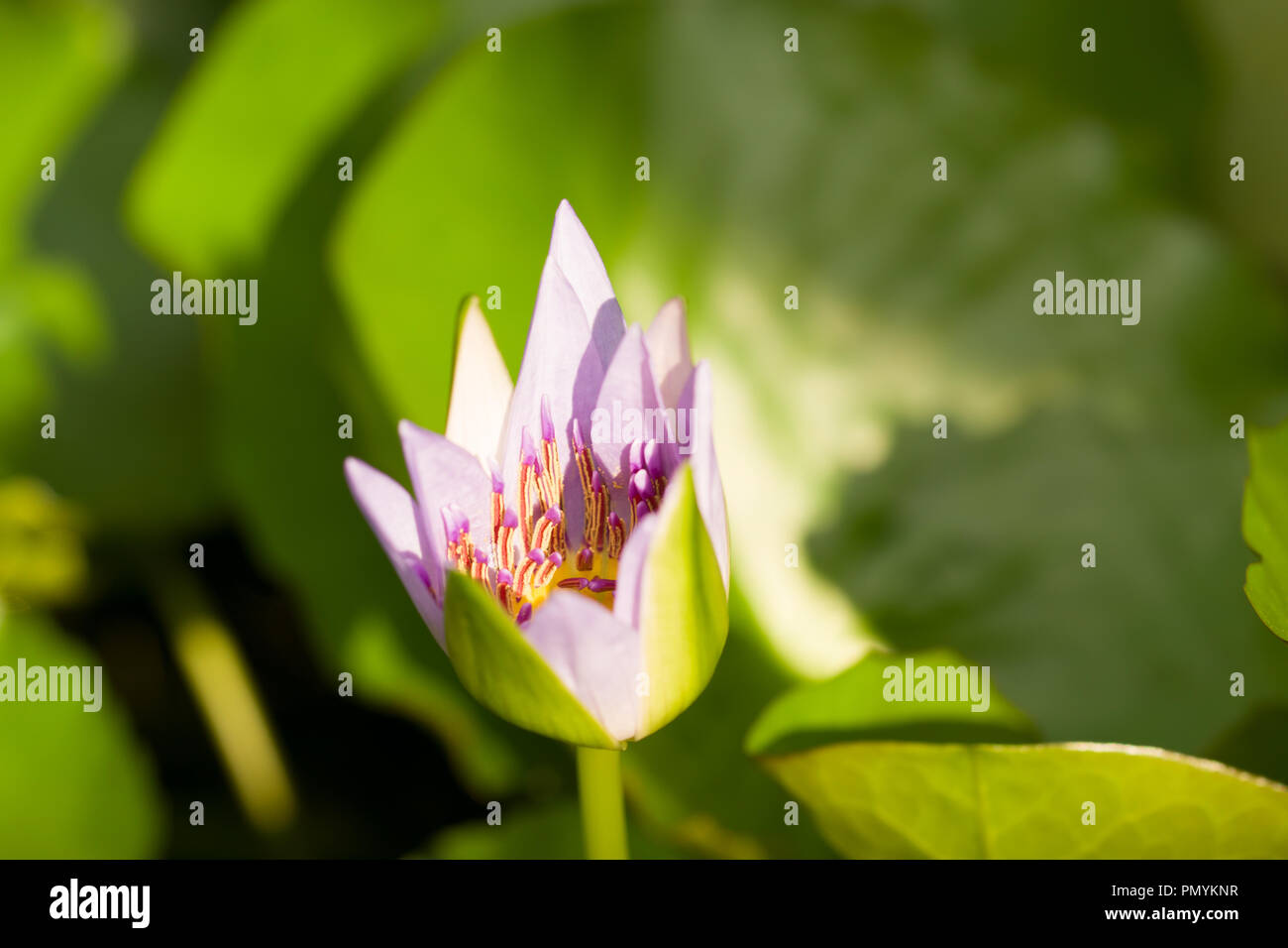 Close up on the opening flower of nymphaea colorata, a water lily ...