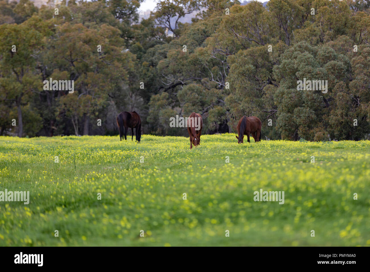 Horses grazing australia hi-res stock photography and images - Alamy