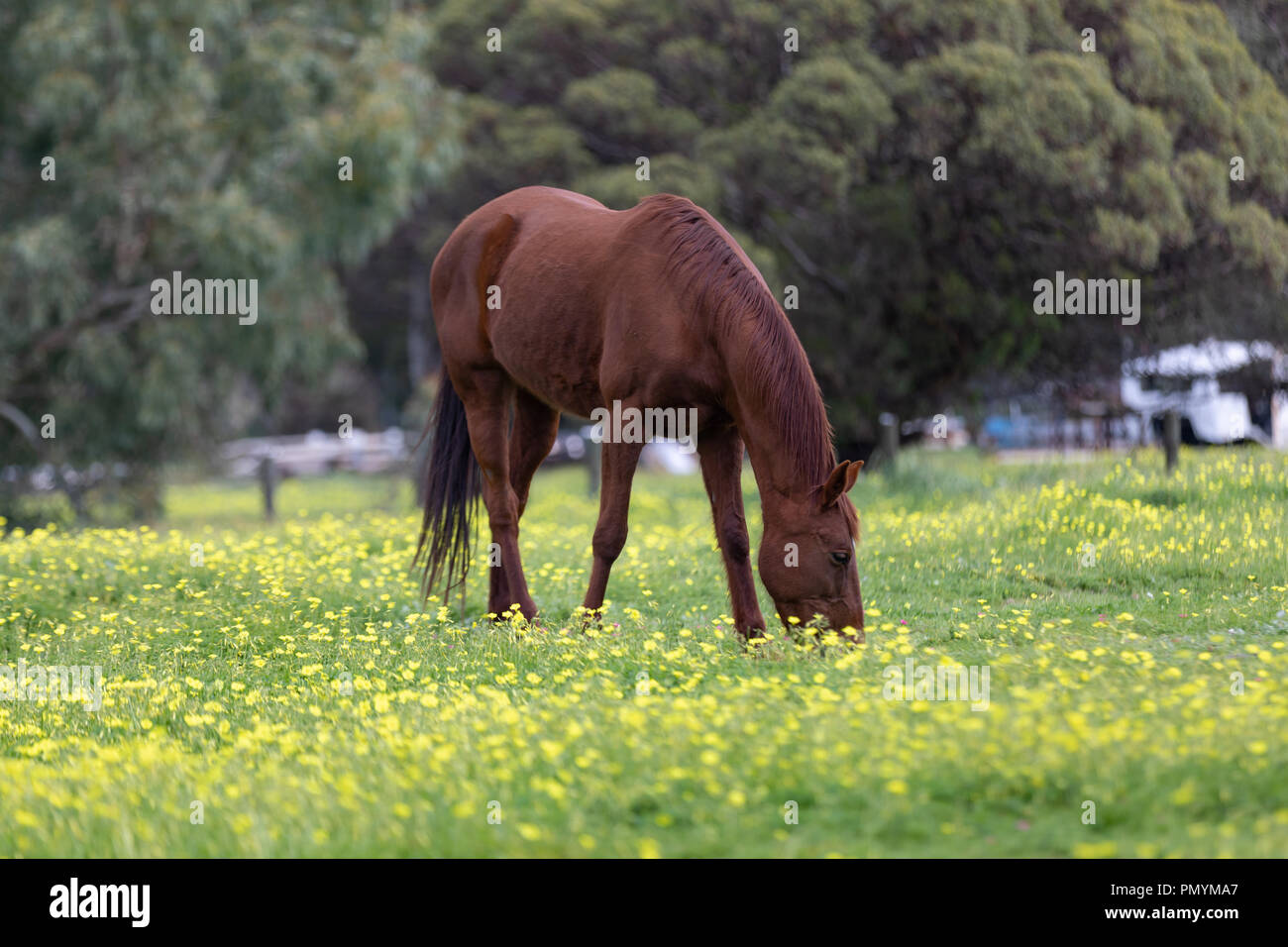 Horselandscape hi-res stock photography and images - Alamy