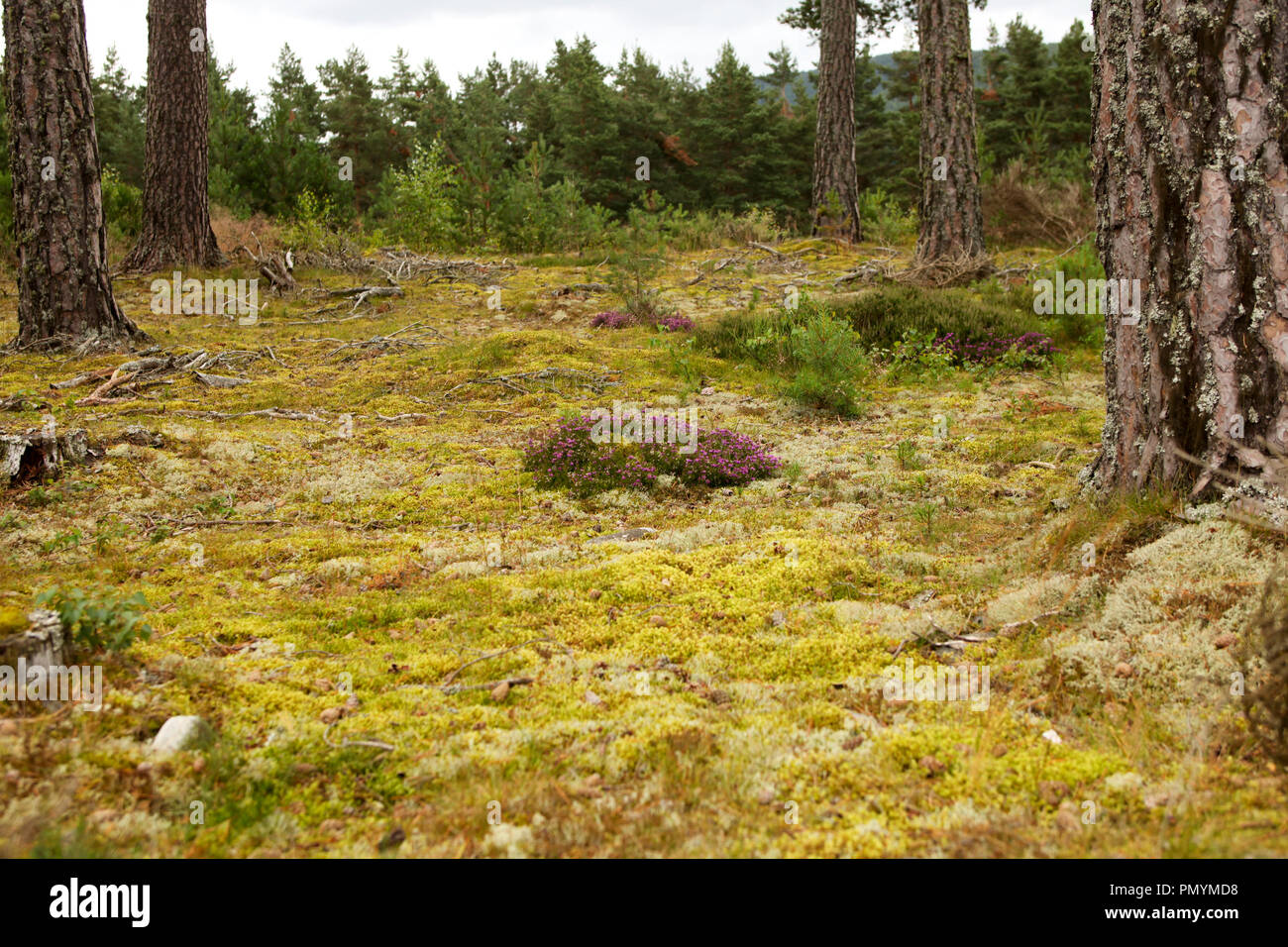 Beautiful open spot in forest with heather Stock Photo - Alamy